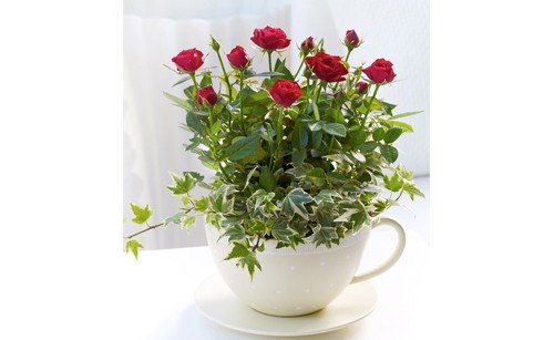 Chic Red Rose Teacup - Worood Weddings