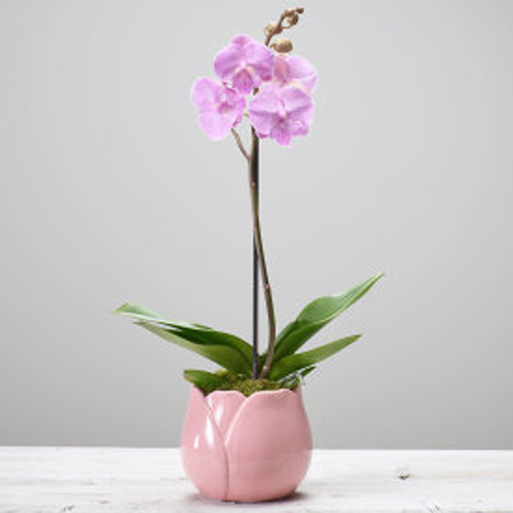 Single Plant - Worood Weddings